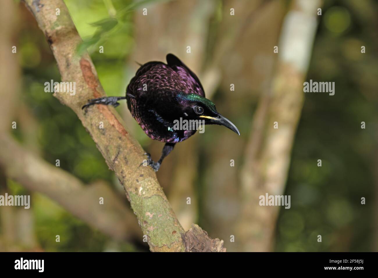 Victoria's Riflebird - adult male in breeding plumage Ptiloris ...