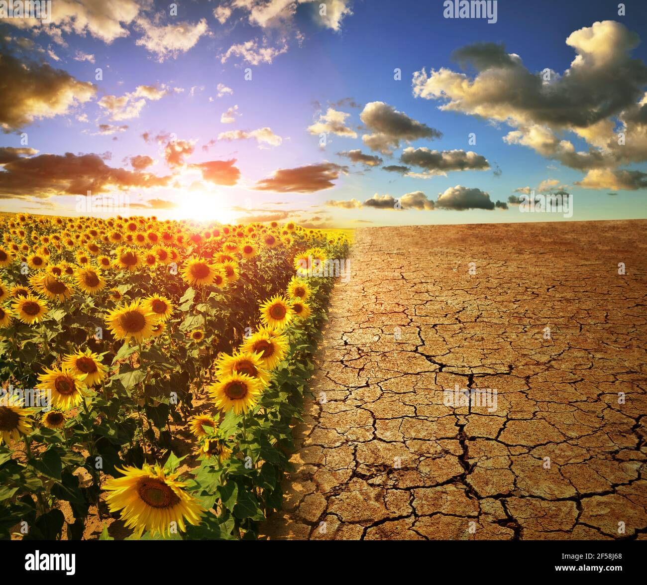 Arid country with cracked soil and field with sunflowers at sunset ...