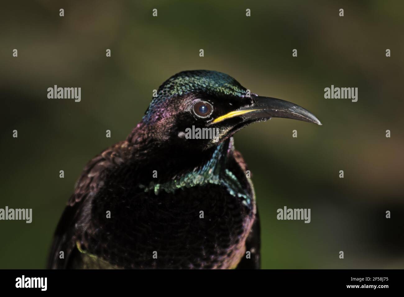 Victoria's Riflebird - adult male in breeding plumage Ptiloris ...