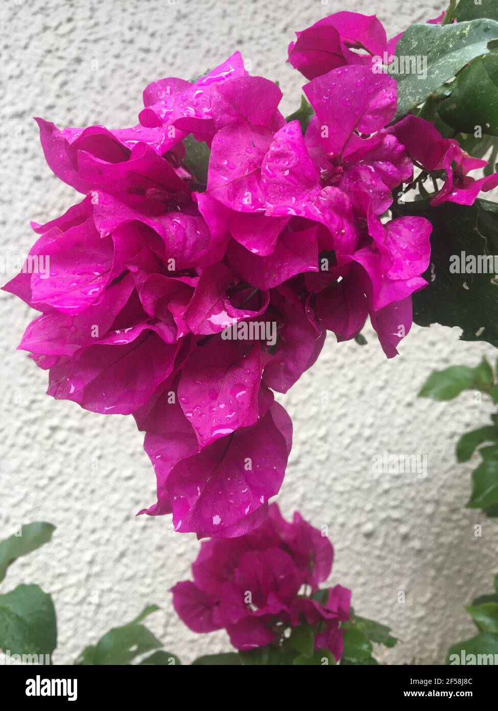 Santa rita flower hi-res stock photography and images - Alamy