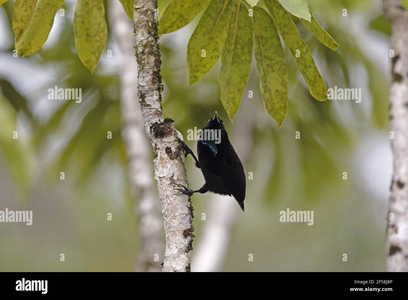 Victoria's Riflebird - adult male in breeding plumage Ptiloris ...