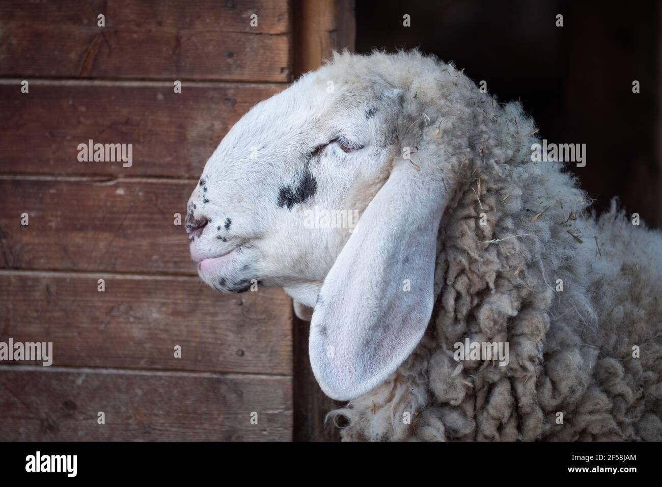 Old sheep ranch hi-res stock photography and images - Alamy