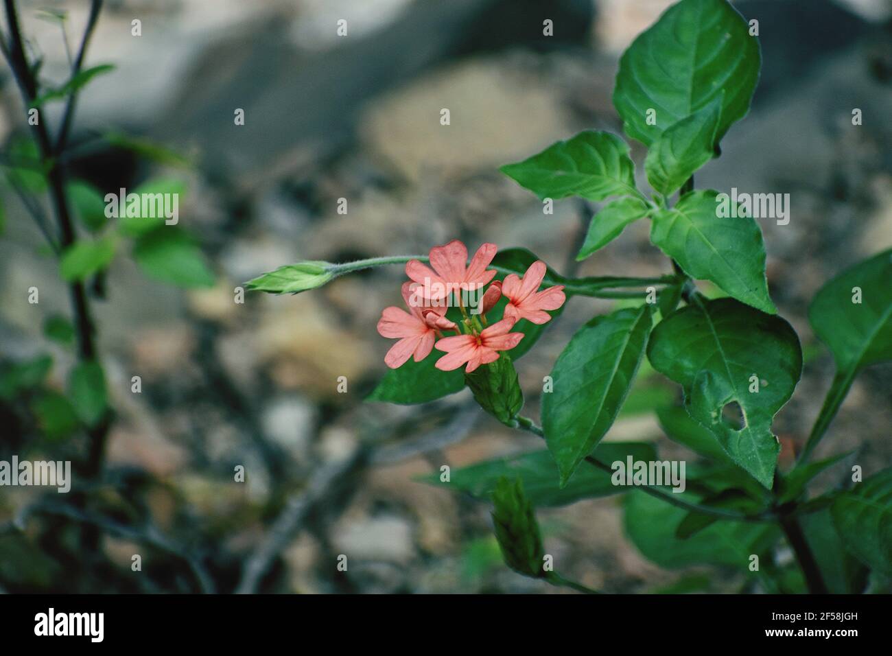 Beautiful crossandra flower hi-res stock photography and images - Alamy