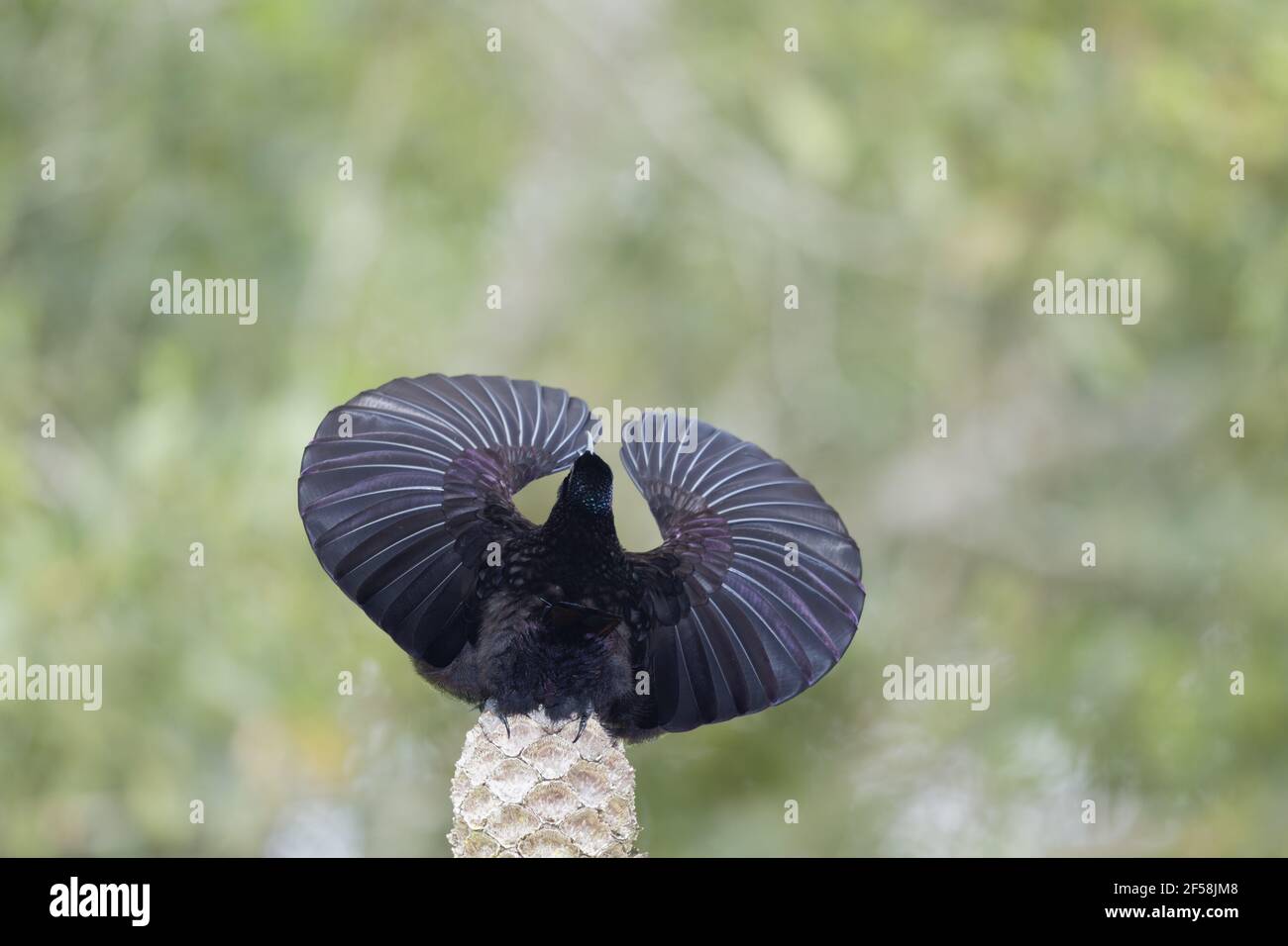 Victoria's Riflebird - adult male display Ptiloris victoriae Atherton ...
