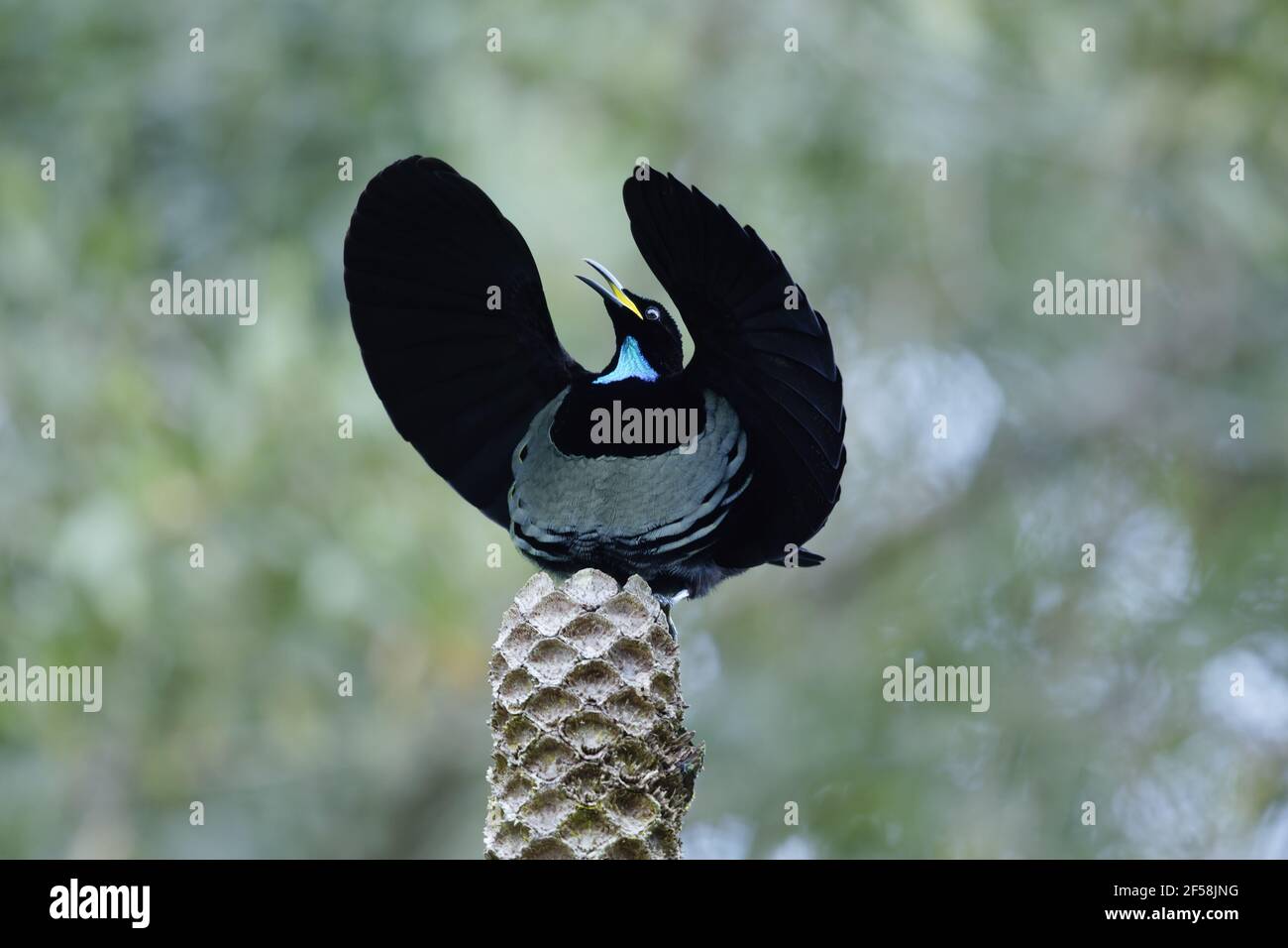 Victoria riflebird hi-res stock photography and images - Alamy