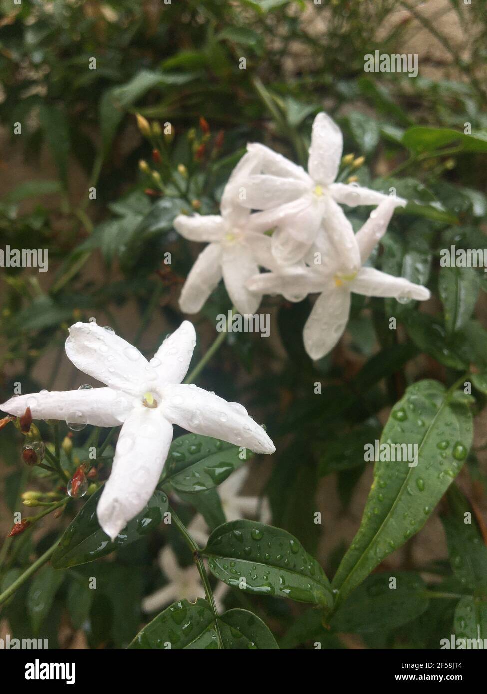 small jazmin flower Stock Photo - Alamy