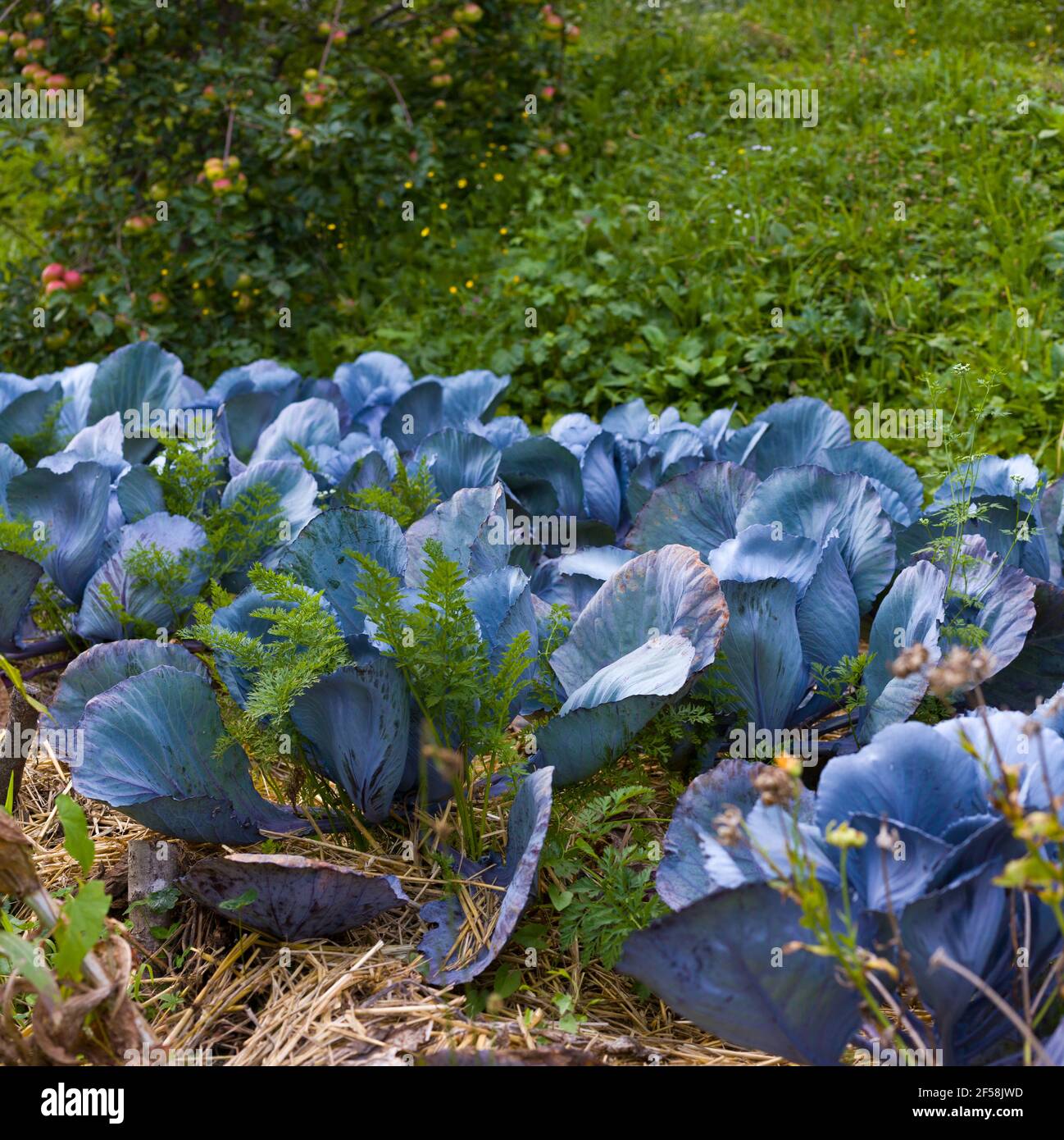 View of red cabbage plants in the home garden Stock Photo - Alamy