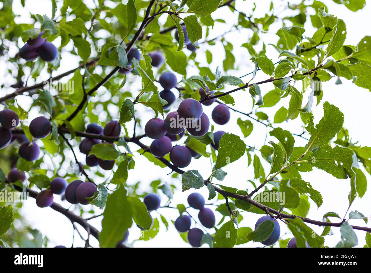 Italian plum orchard hi-res stock photography and images - Alamy