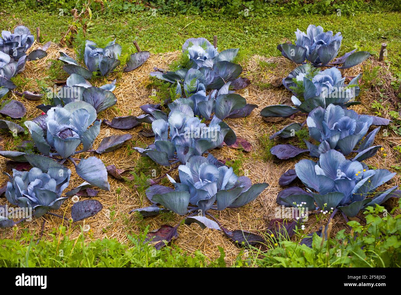 Rows cabbage plants growing hi-res stock photography and images - Alamy