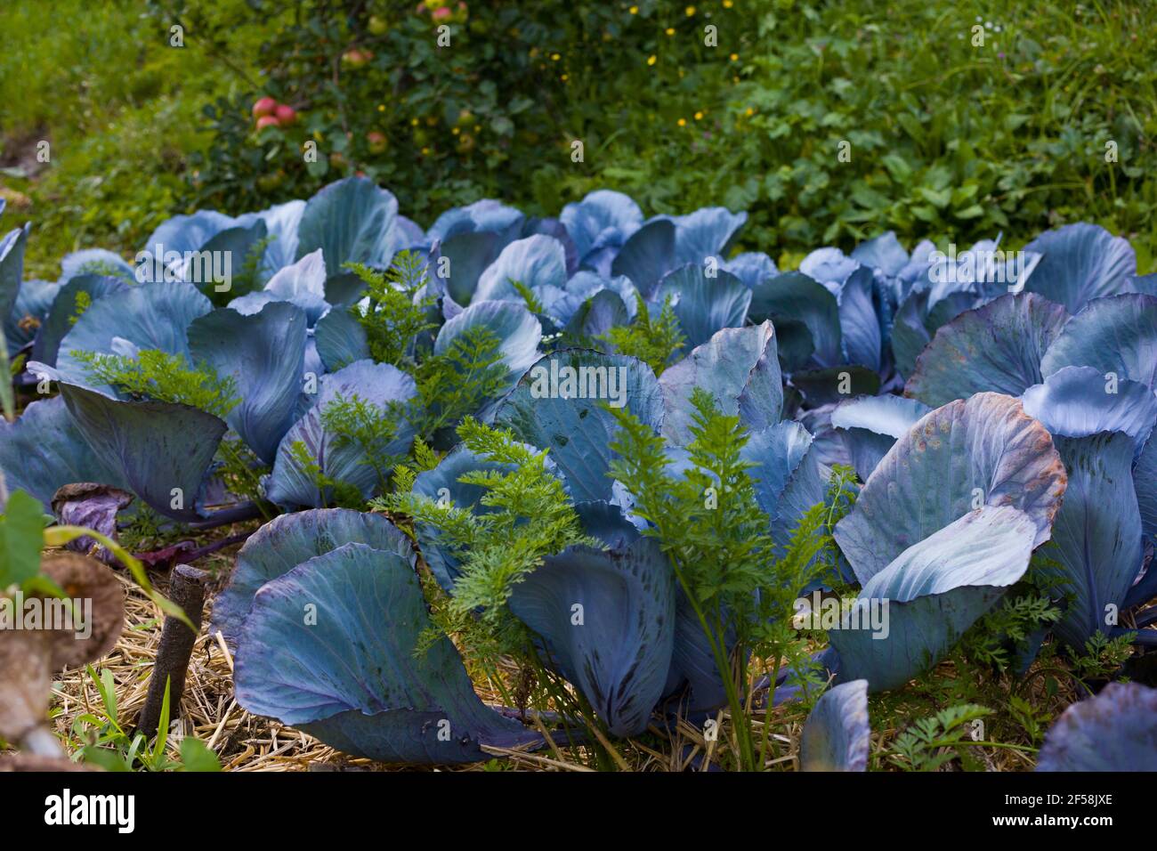 View of red cabbage plants in the home garden Stock Photo - Alamy
