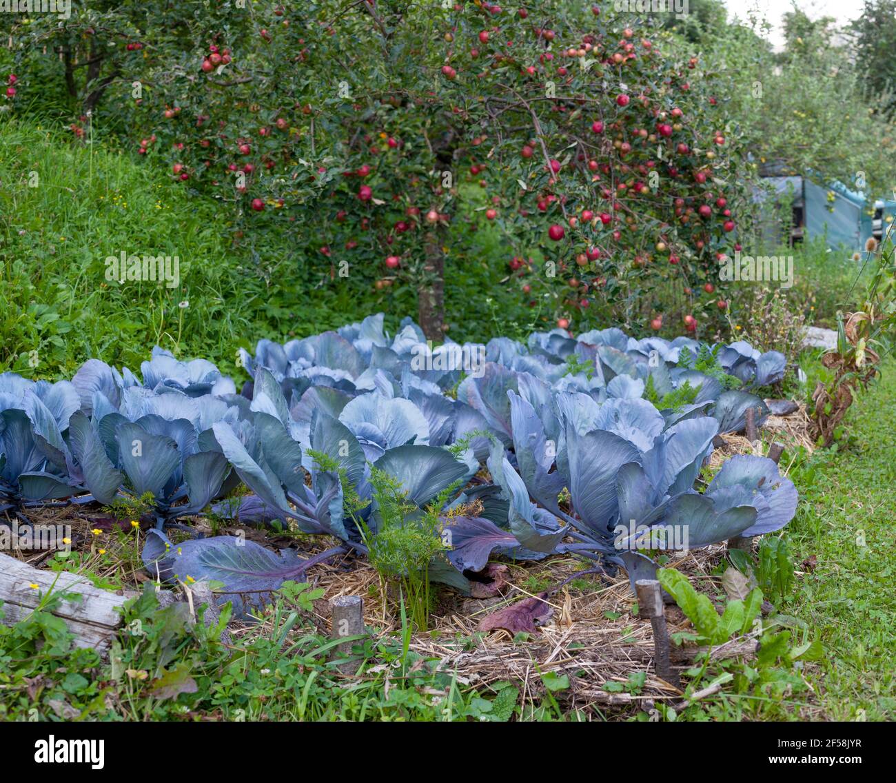 View of red cabbage plants in the home garden Stock Photo - Alamy