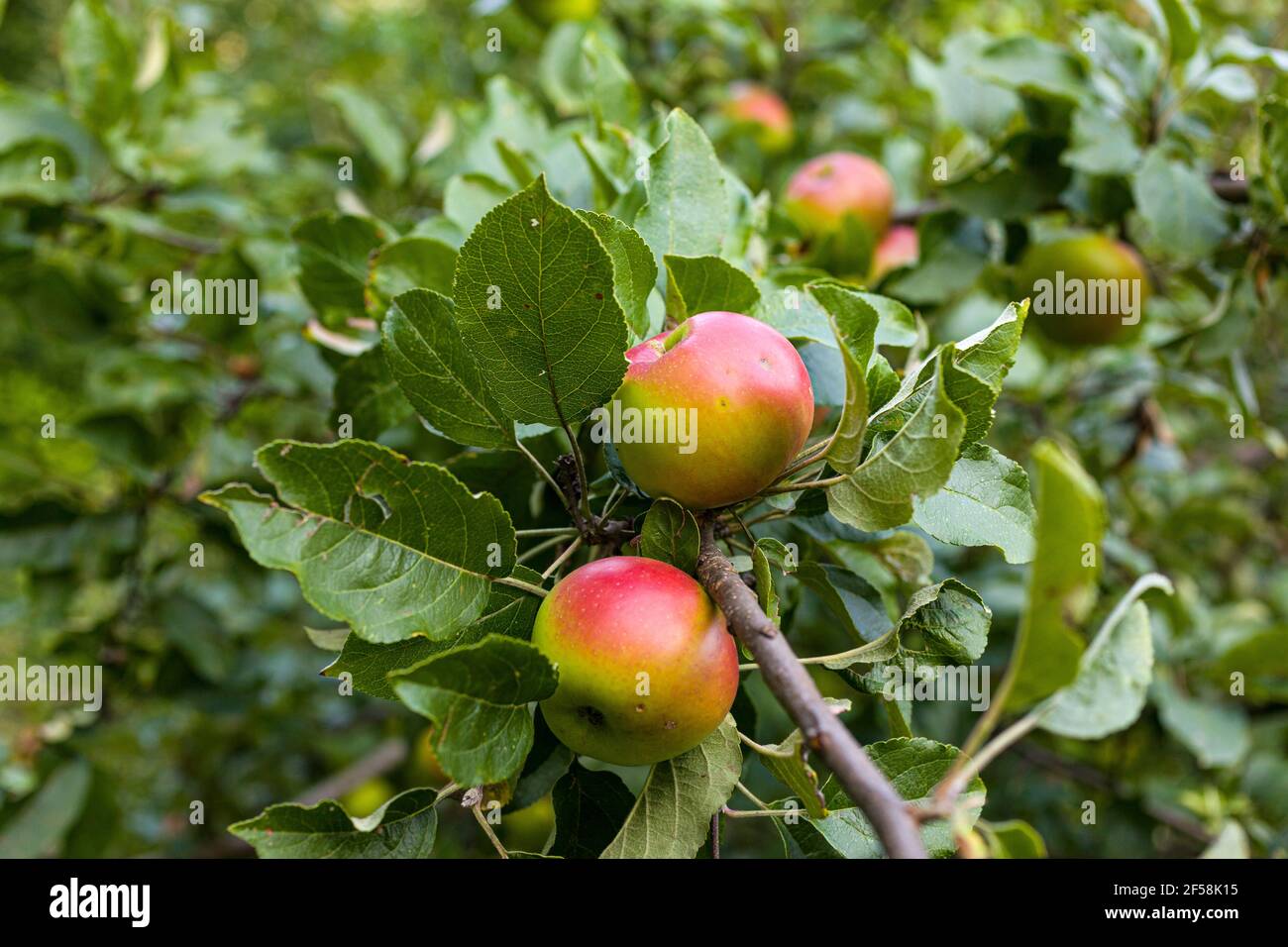 View of biological apples hanging on the branch Stock Photo - Alamy
