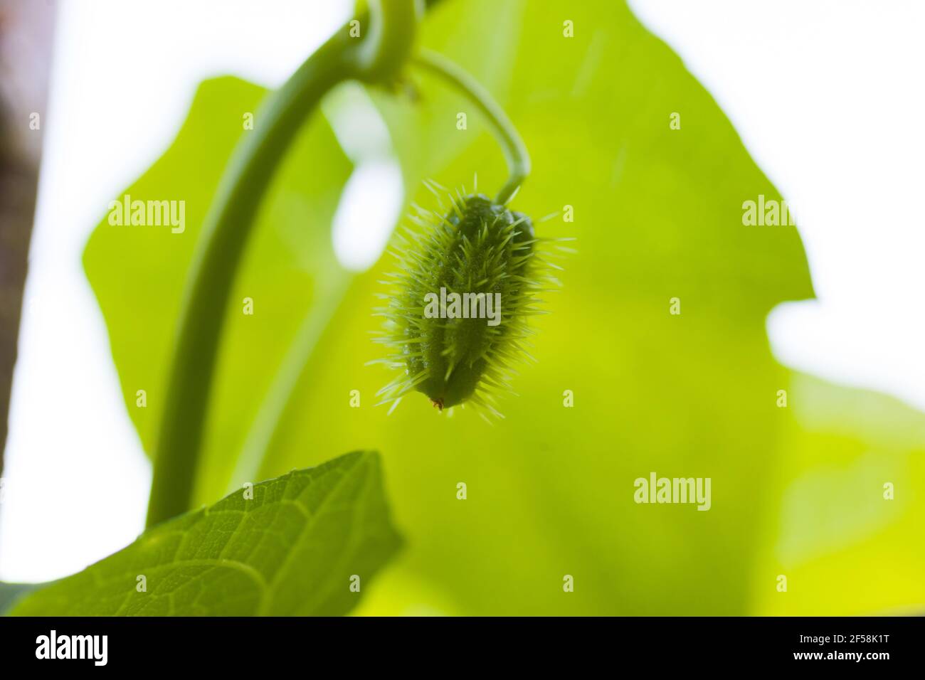 Chayote tropical fruit hi-res stock photography and images - Alamy