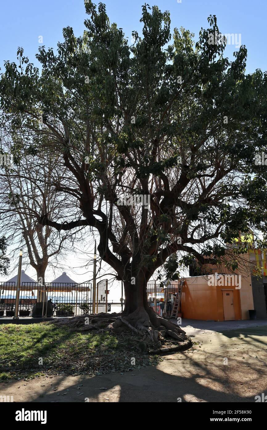 Leccio albero hi-res stock photography and images - Alamy