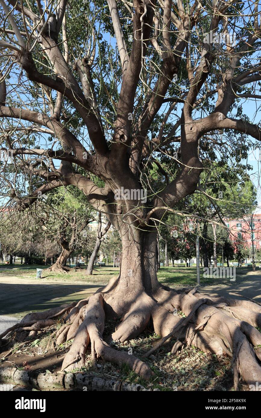 Napoli - Albero nella Villa Comunale Stock Photo - Alamy