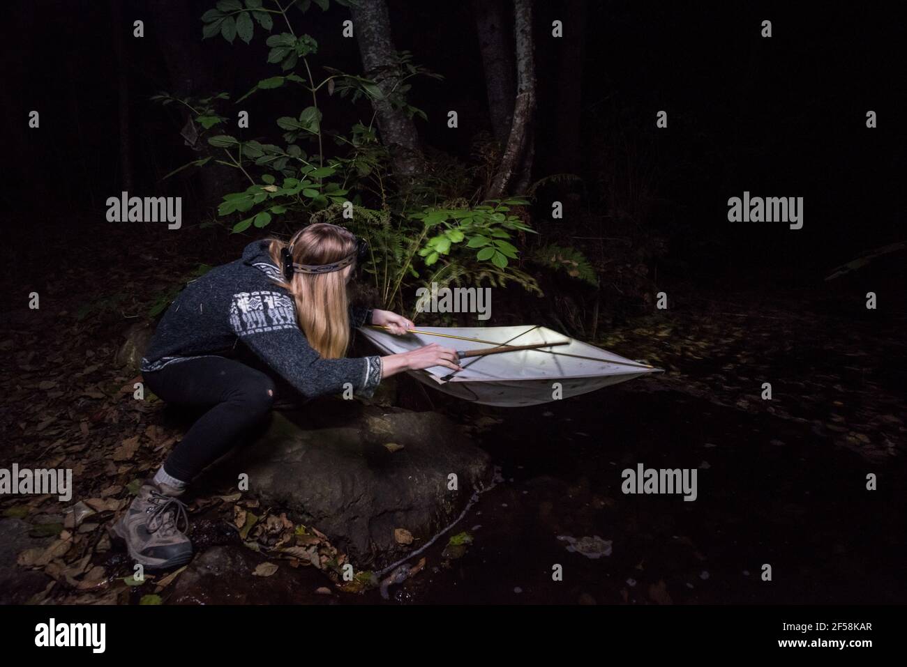 A female field biologist shaking vegetation to drop insects and other ...