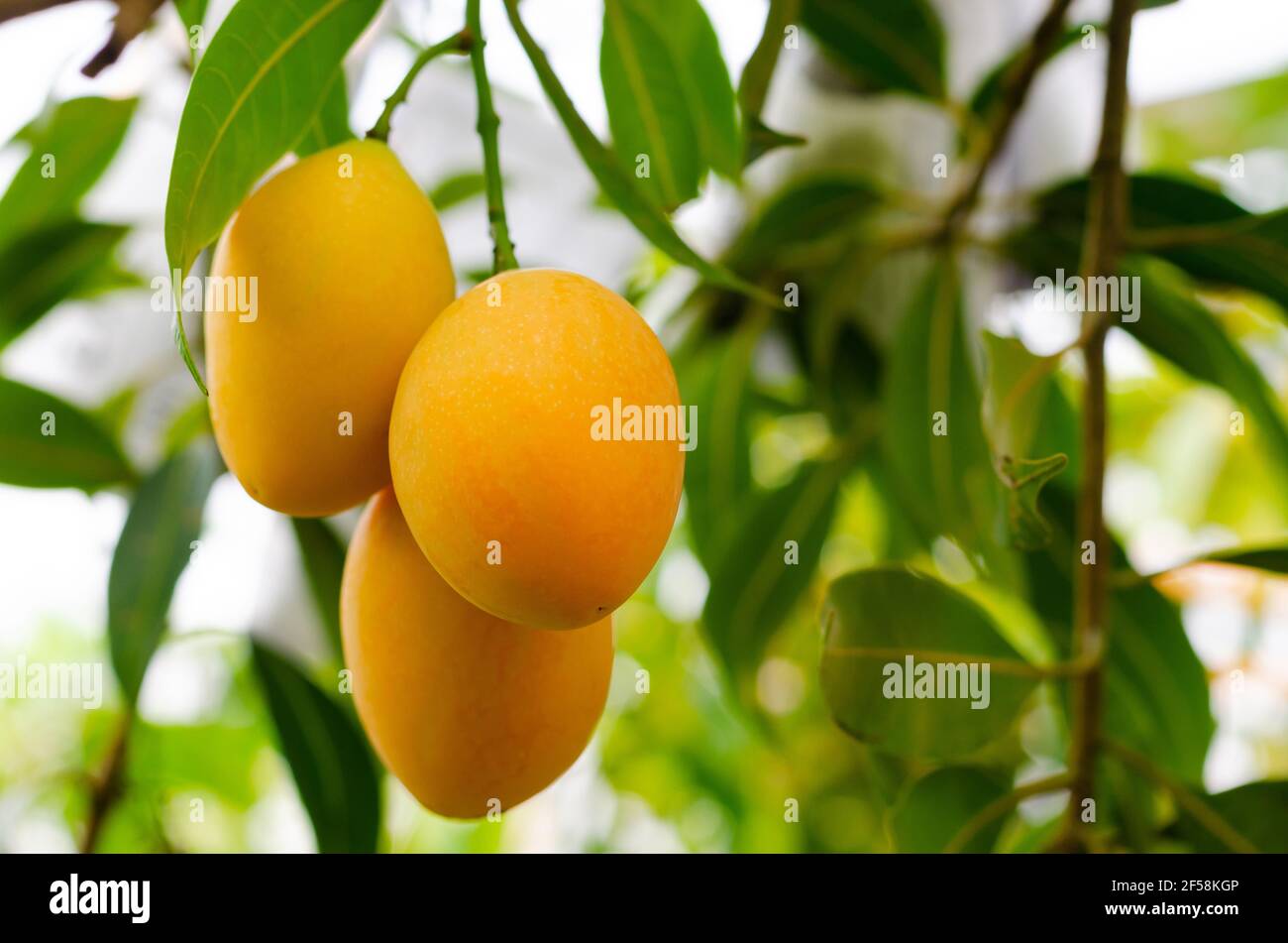 Marian tree hi-res stock photography and images - Alamy
