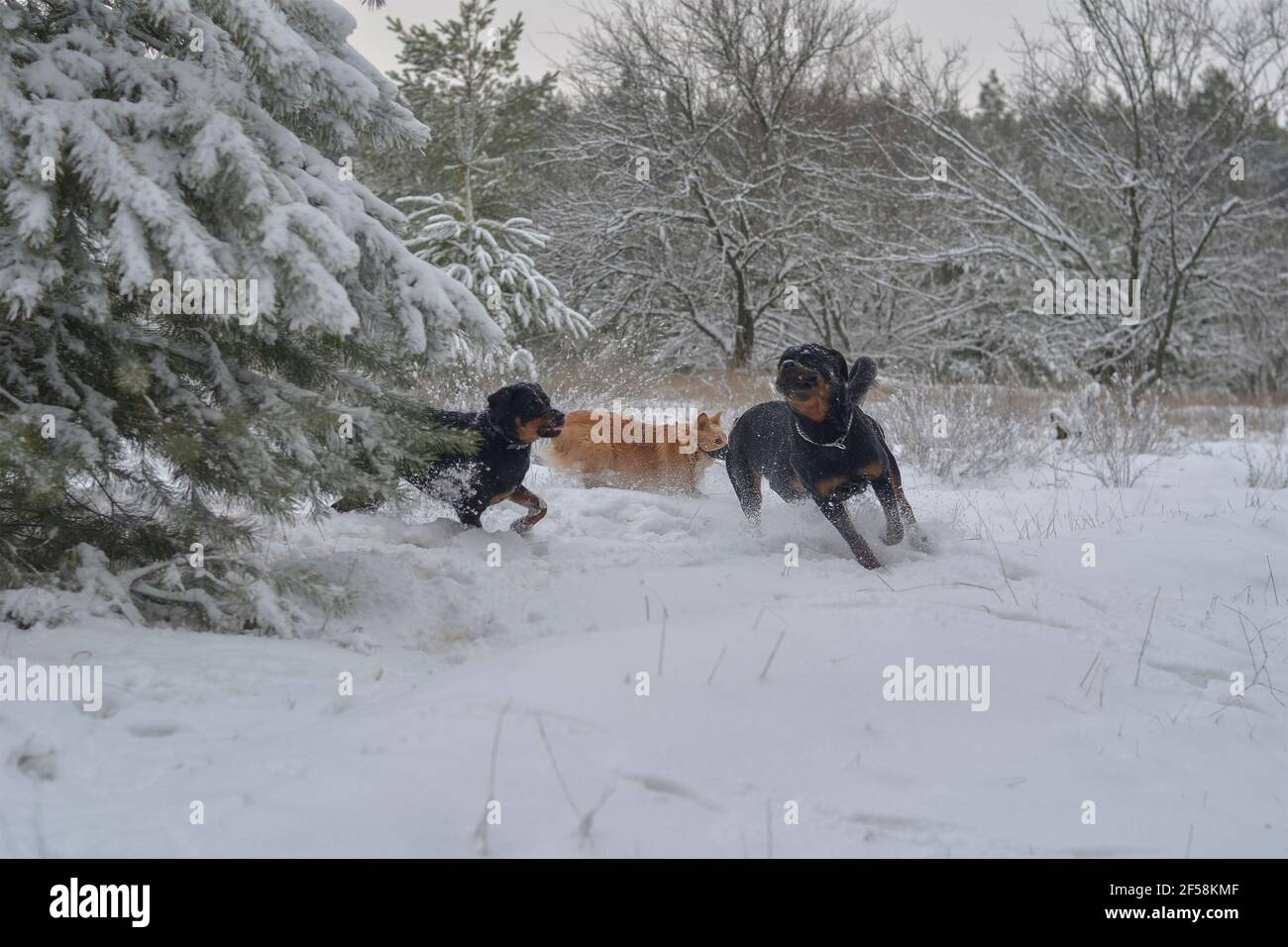 A group of dogs enthusiastically play with each other in the snow. Pets ...