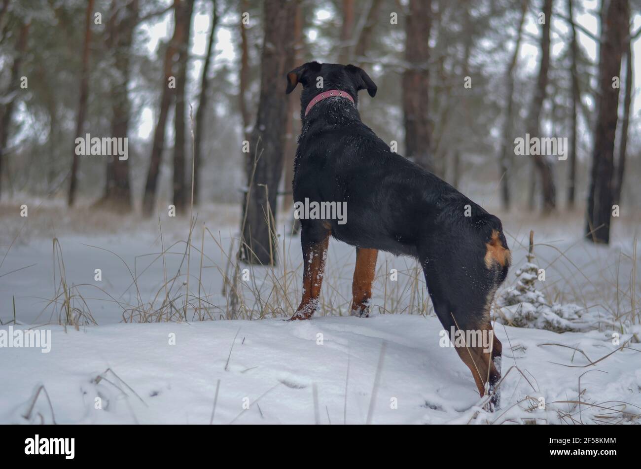 Rottweiler Undocked Tail