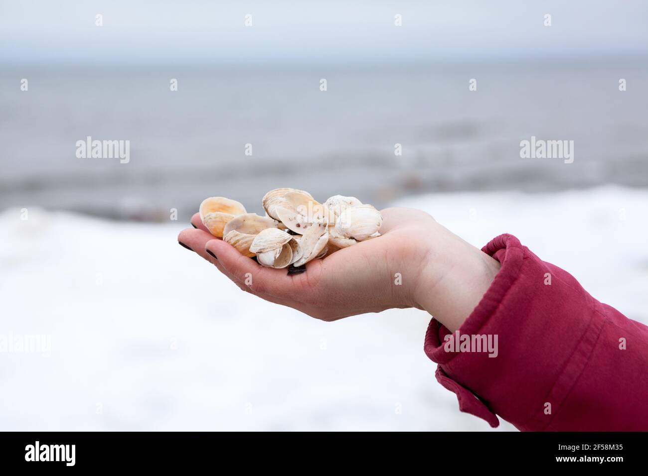 Hand holding seashells hi-res stock photography and images - Alamy
