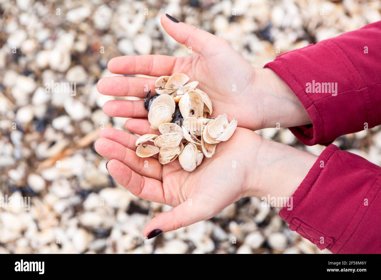 Hands holding shells beach hi-res stock photography and images - Alamy