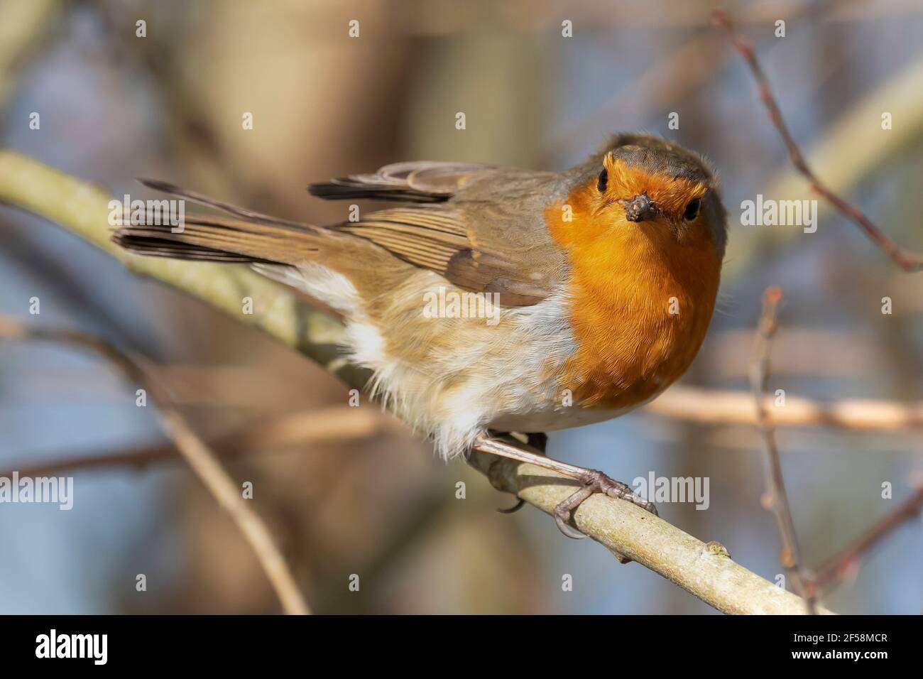 Radipole nature reserve hi-res stock photography and images - Alamy