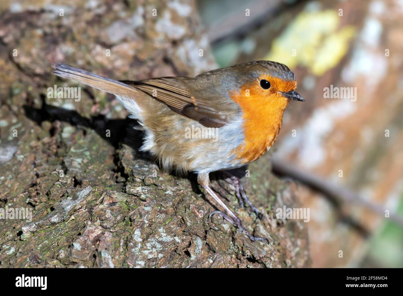 Robin (Erithacus rubecula), Radipole Lake Nature Reserve, Dorset, U.K ...