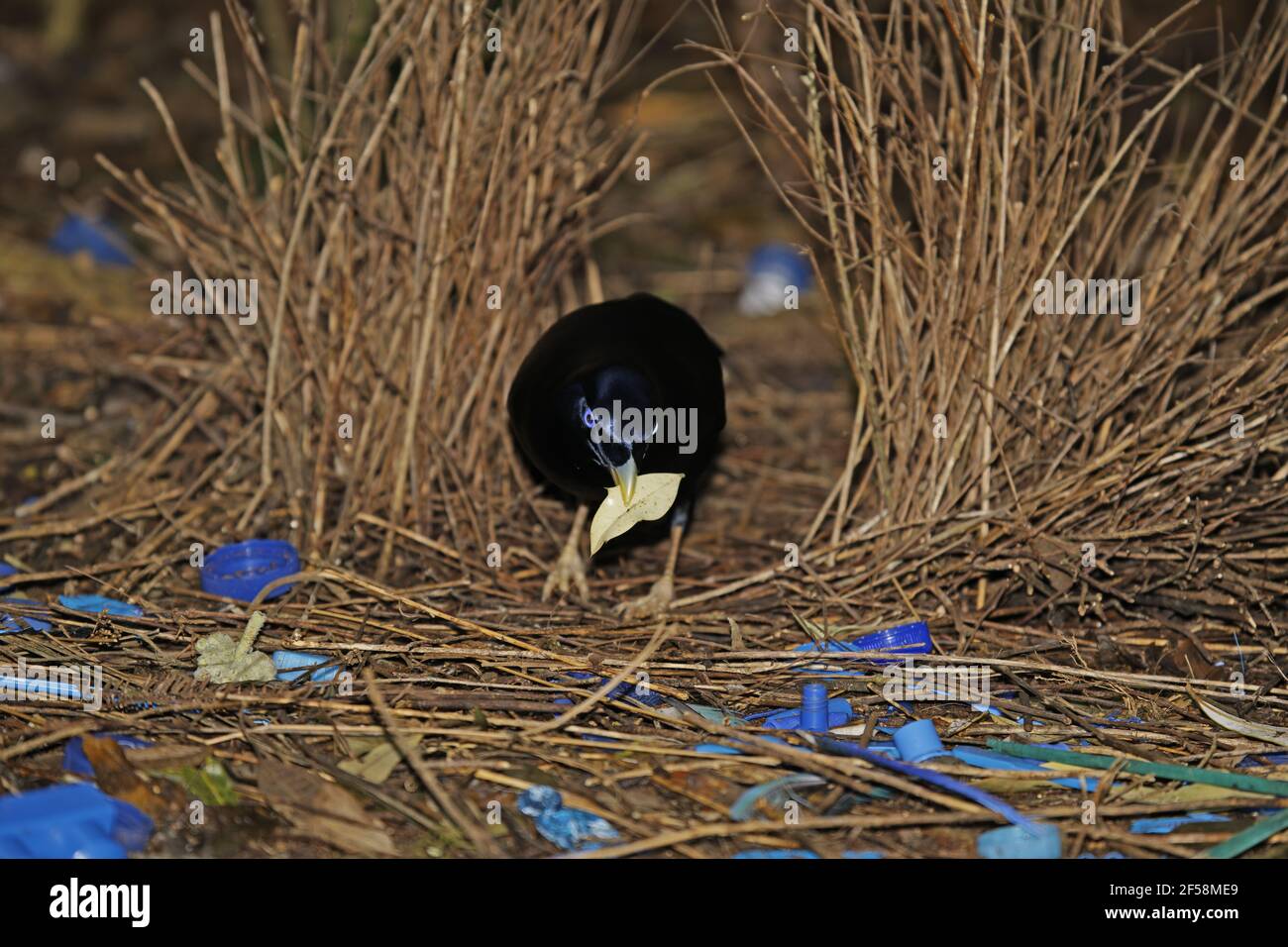 Satin bower birds hi-res stock photography and images - Alamy