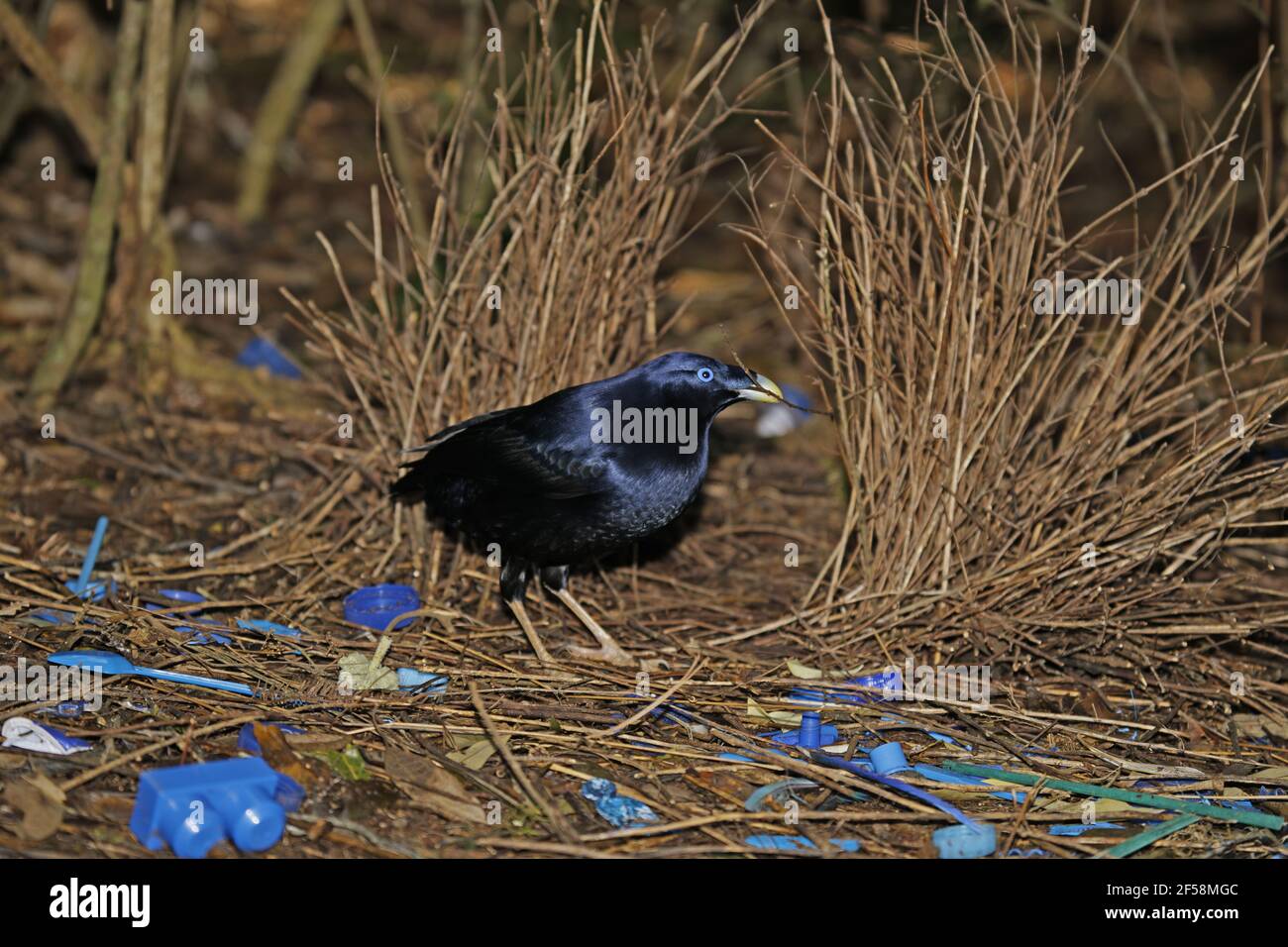 Satin Bowerbird - adult male attending bower Ptilonorhynchus violaceus Lamington National Park ...