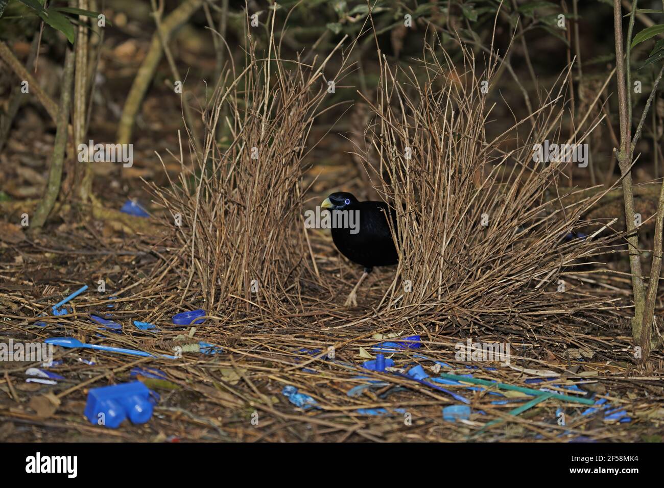 Satin Bowerbird - adult male attending bower Ptilonorhynchus violaceus Lamington National Park ...