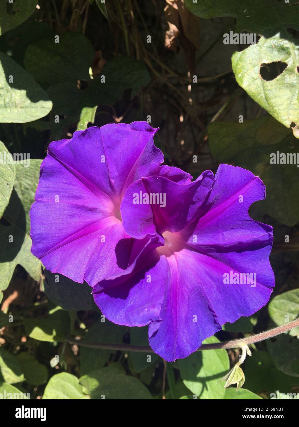 Pink bright ipomoea flower hi-res stock photography and images - Alamy