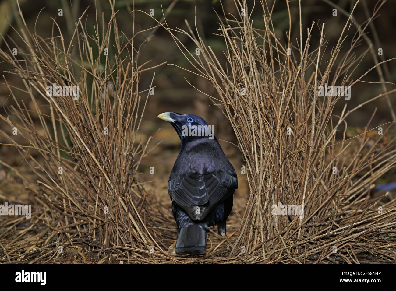 Satin Bowerbird - adult male attending bower Ptilonorhynchus violaceus Lamington National Park ...