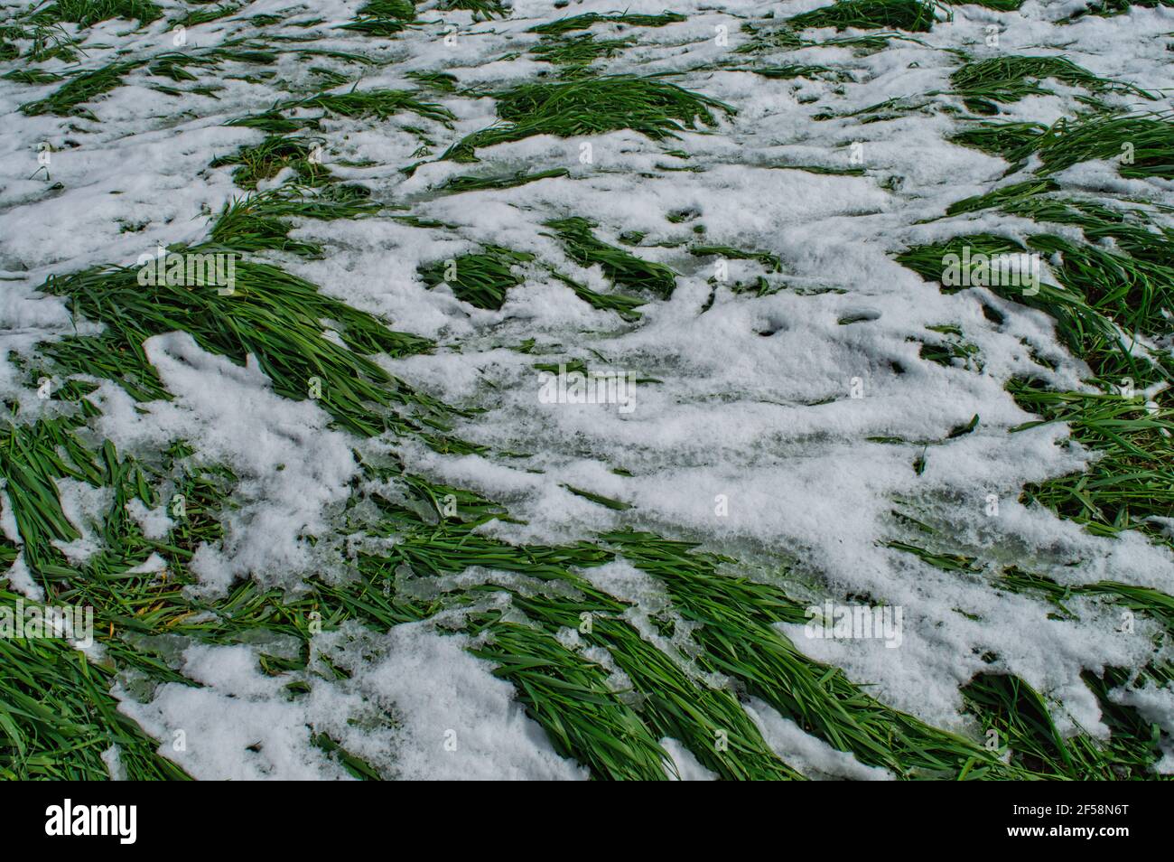Grassy field covered in snow Stock Photo - Alamy