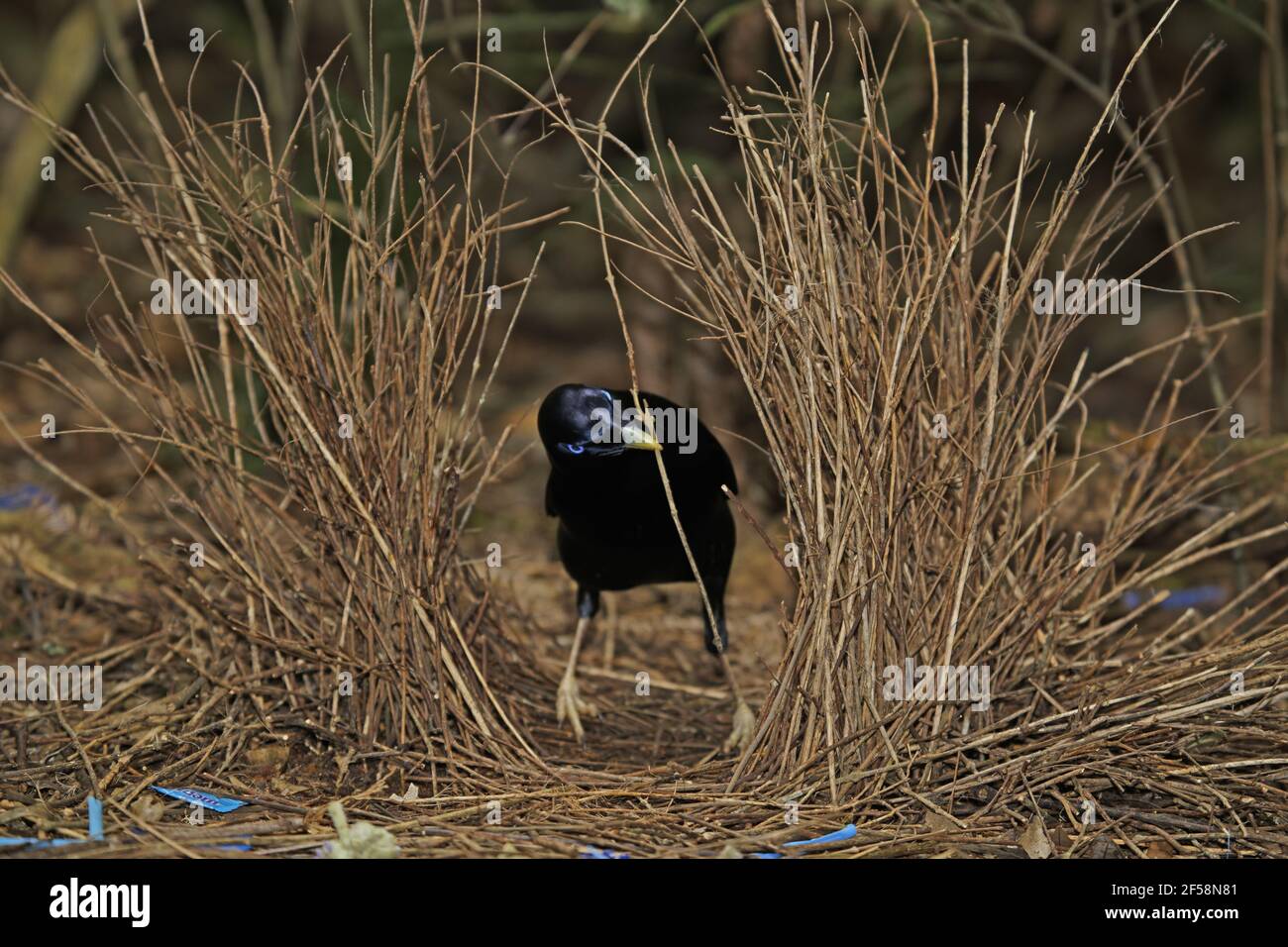Satin bower birds hi-res stock photography and images - Alamy