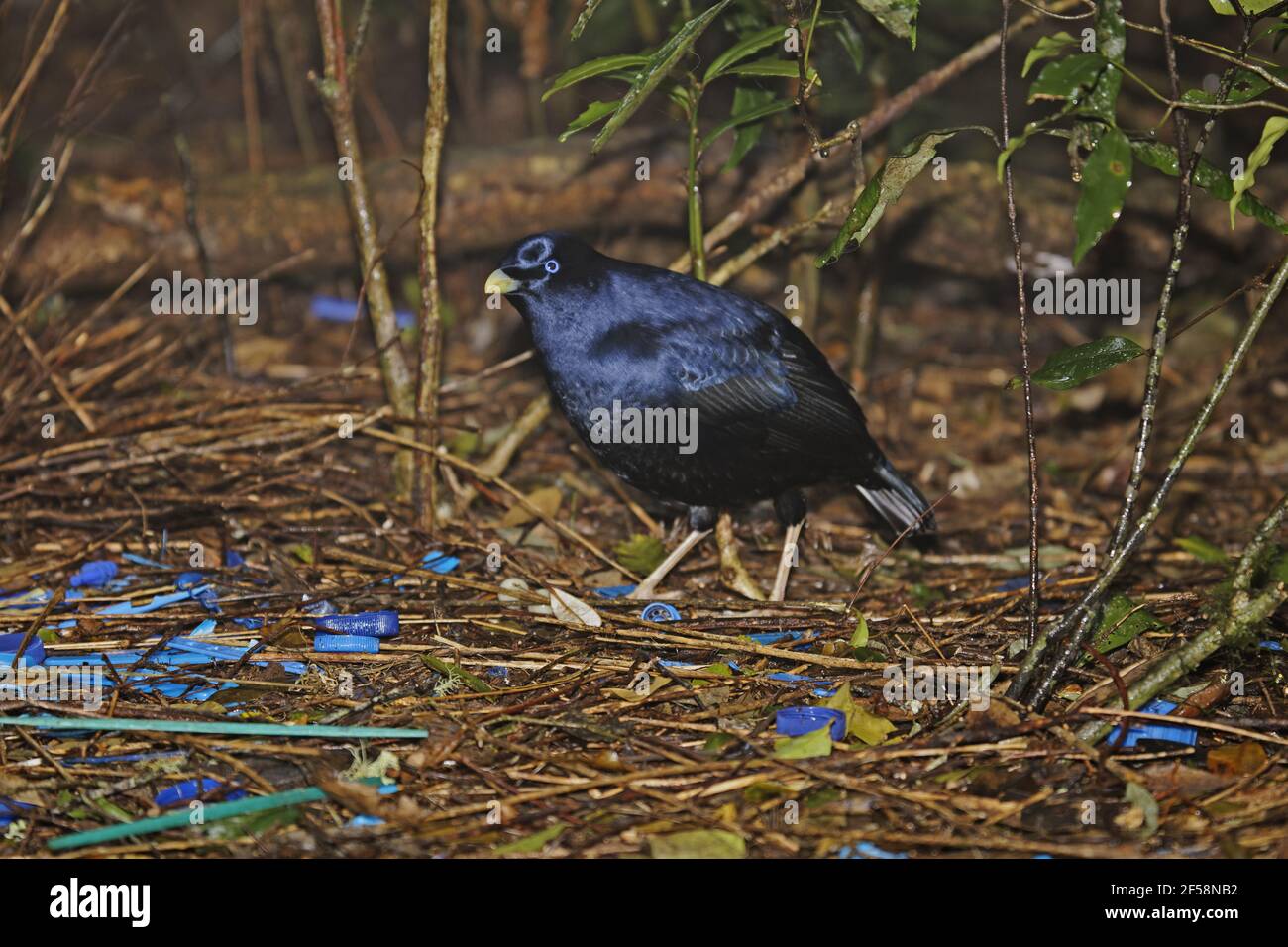 Satin bower birds hi-res stock photography and images - Alamy