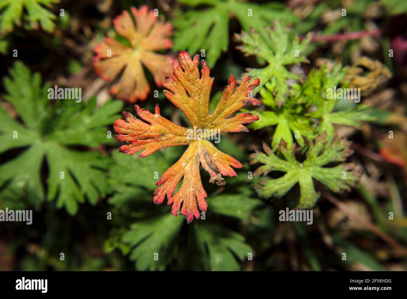 Carolina Geranium with green foliage background in the Spring in ...