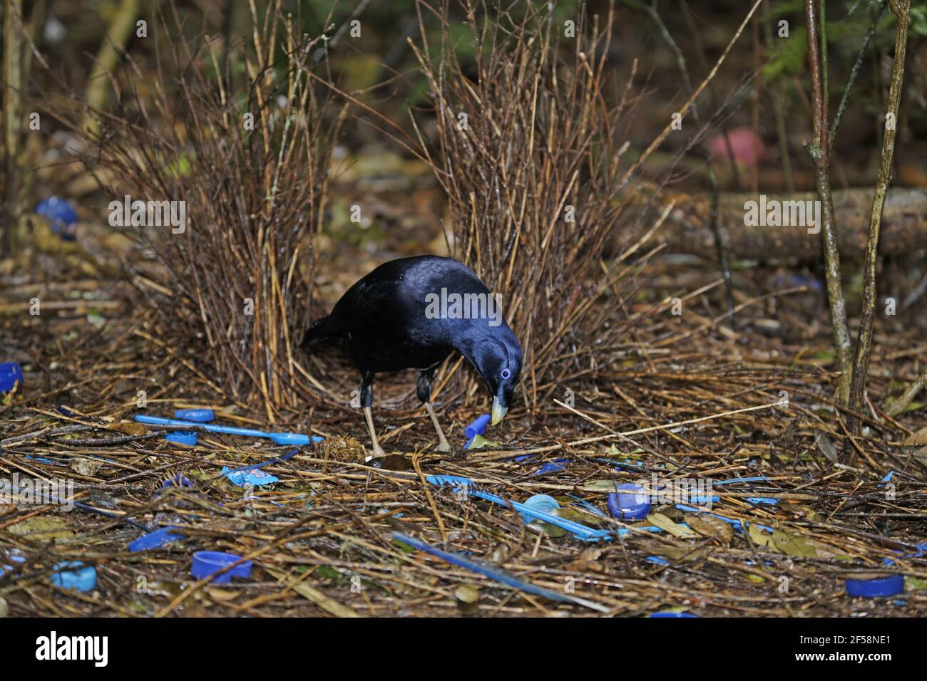 Satin Bowerbird - adult male attending bower Ptilonorhynchus violaceus Lamington National Park ...