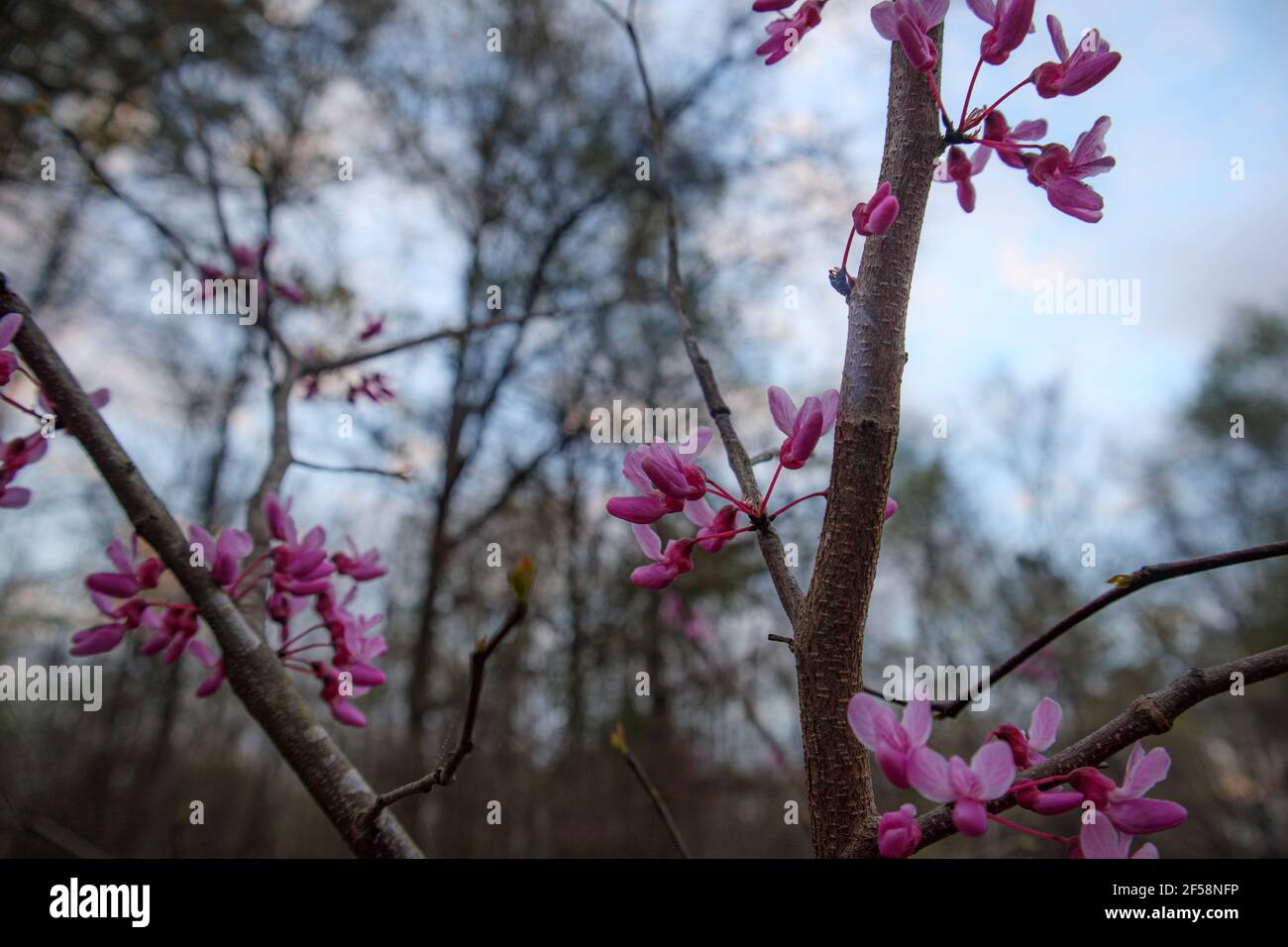 Eastern Redbud tree partial view in the Spring in Georgia Stock Photo ...