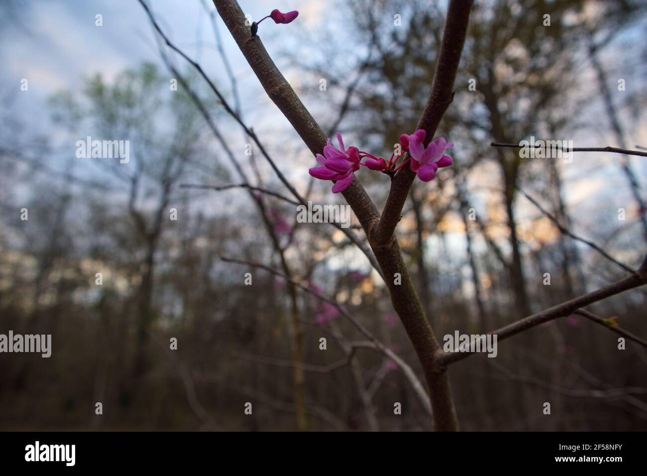 Golden redbud tree hi-res stock photography and images - Alamy