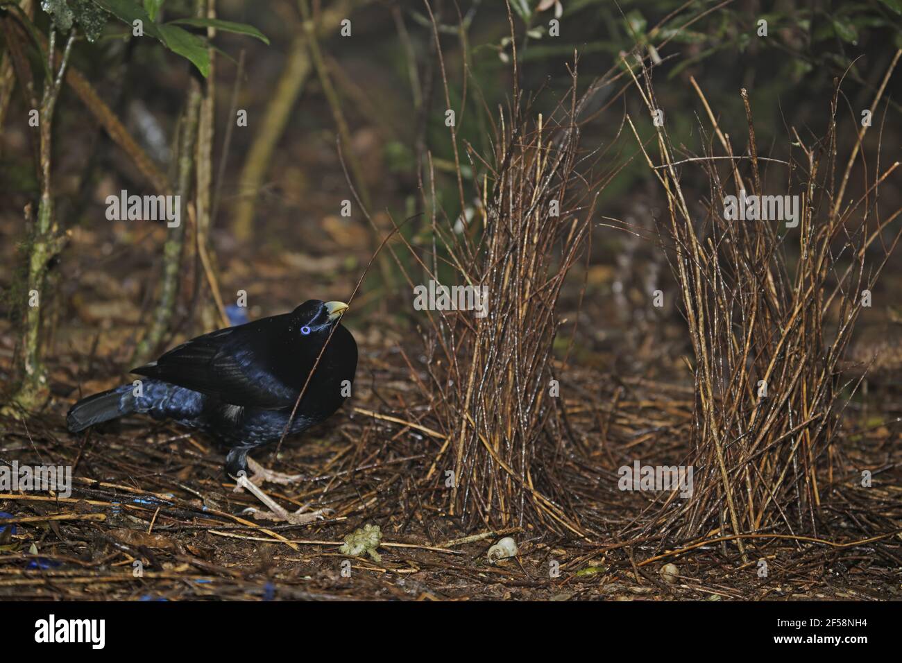 Satin Bowerbird - adult male attending bower Ptilonorhynchus violaceus Lamington National Park ...
