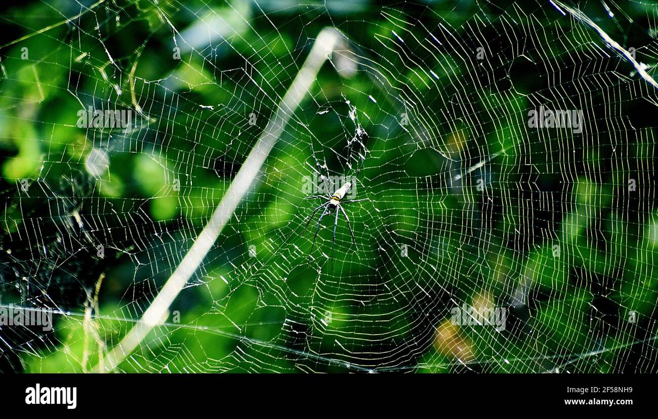 Spider on spider web Stock Photo - Alamy