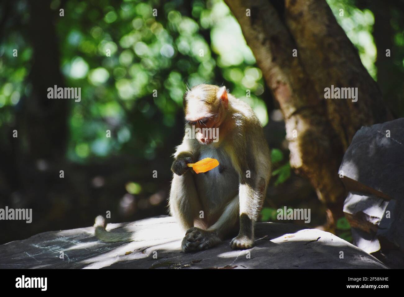 Monkey sitting on a stone Stock Photo - Alamy