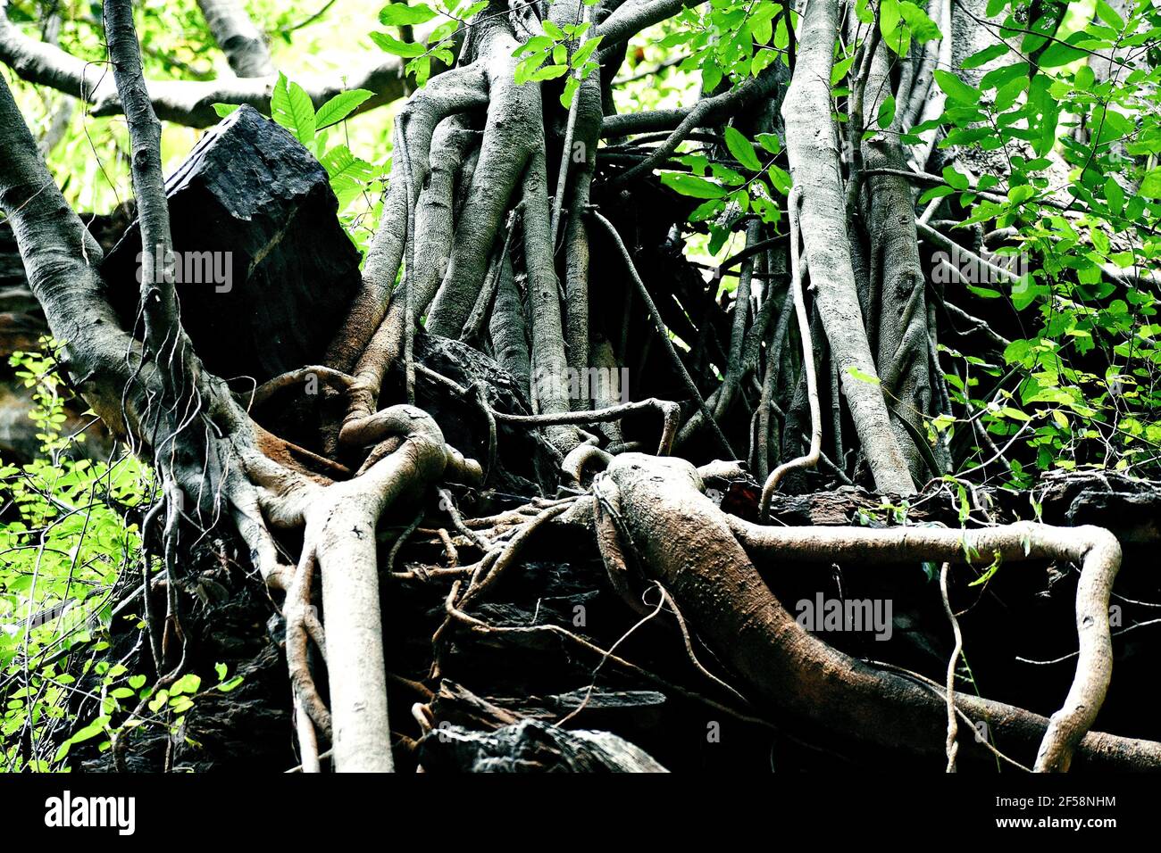 Tree roots in a forest Stock Photo - Alamy