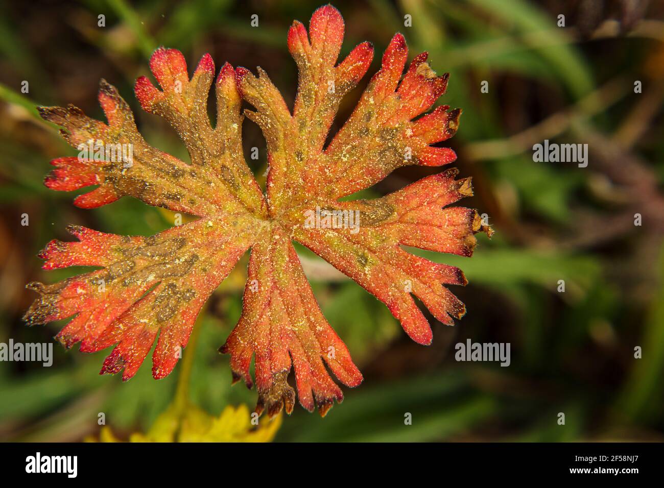 Light red Carolina Geranium with green foliage background in the Spring ...