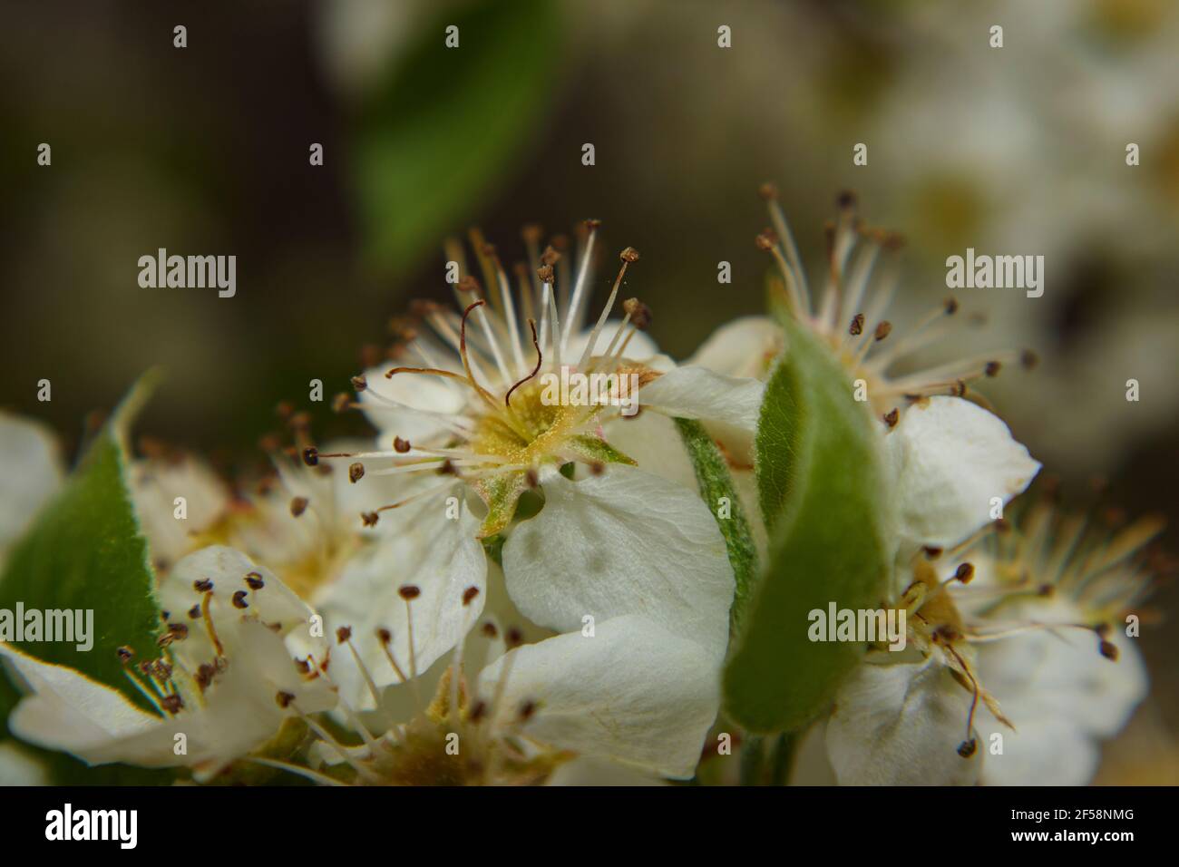 Blooming callery pear trees hi-res stock photography and images - Alamy