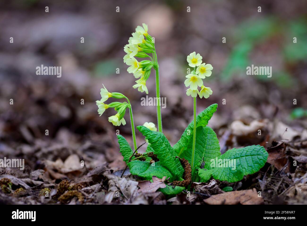 Oxlip flower hi-res stock photography and images - Alamy