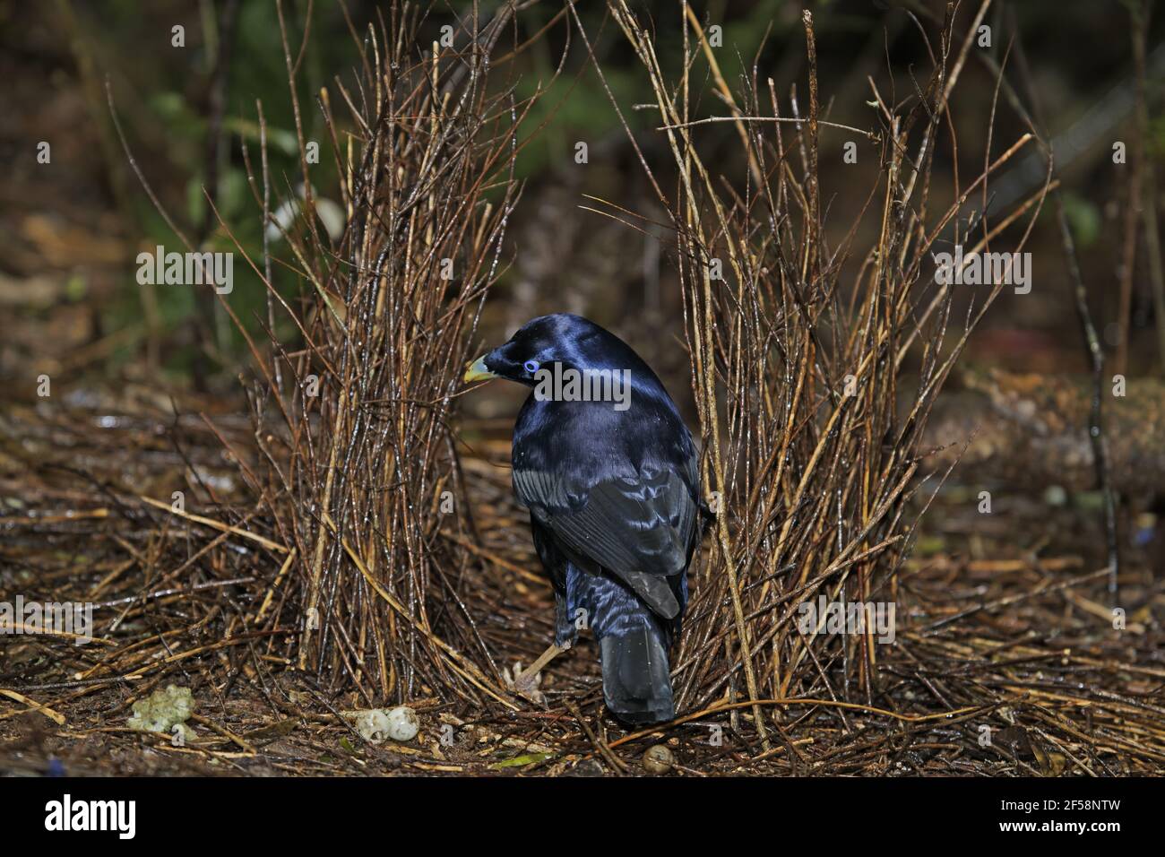 Satin Bowerbird - adult male attending bower Ptilonorhynchus violaceus Lamington National Park ...