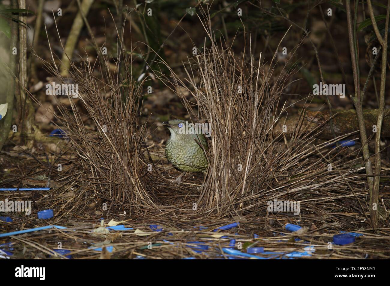 Satin Bowerbird - adult male with female in bower Ptilonorhynchus violaceus Lamington National ...