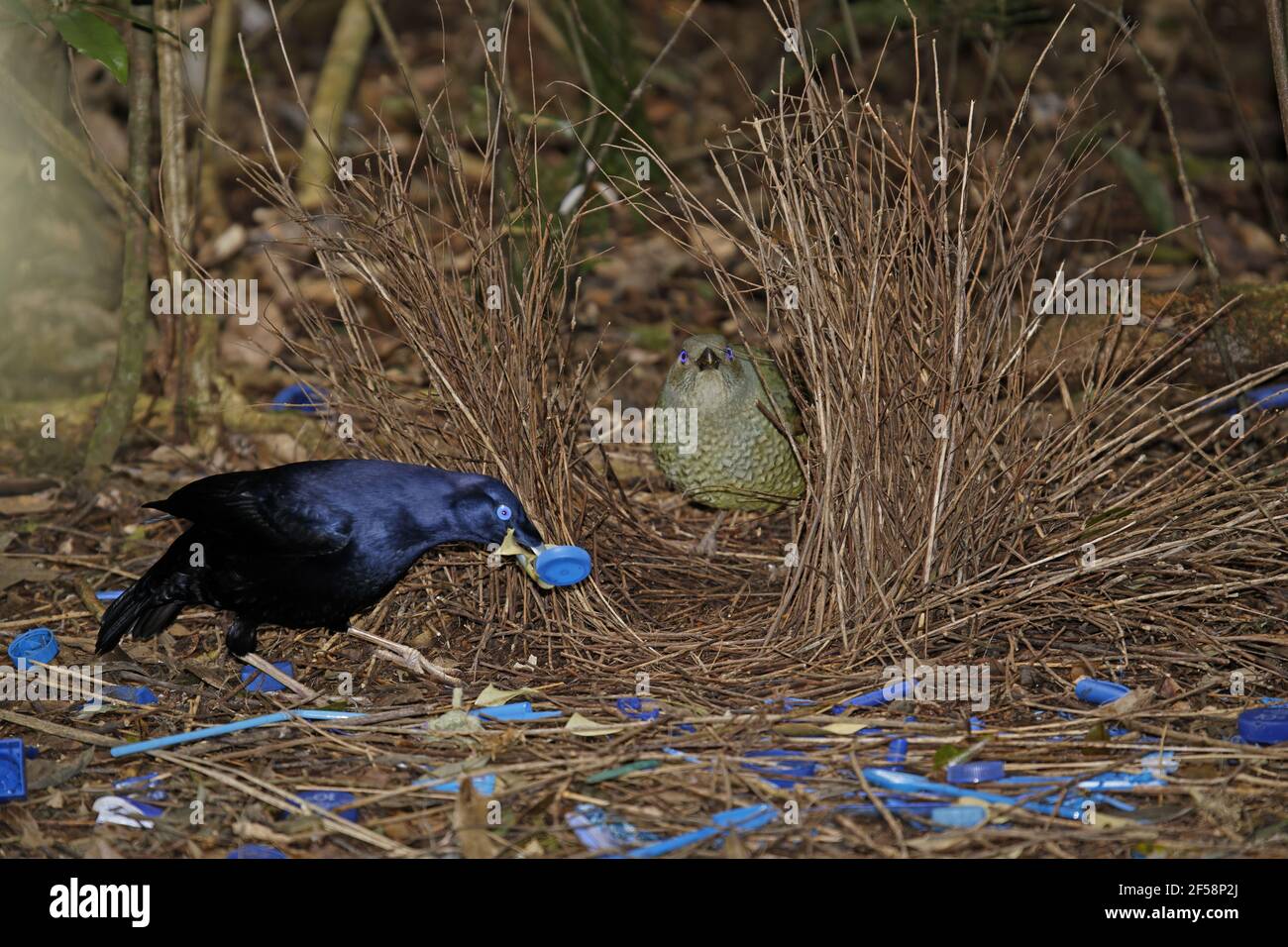 Satin Bowerbird - adult male with female in bower Ptilonorhynchus violaceus Lamington National ...