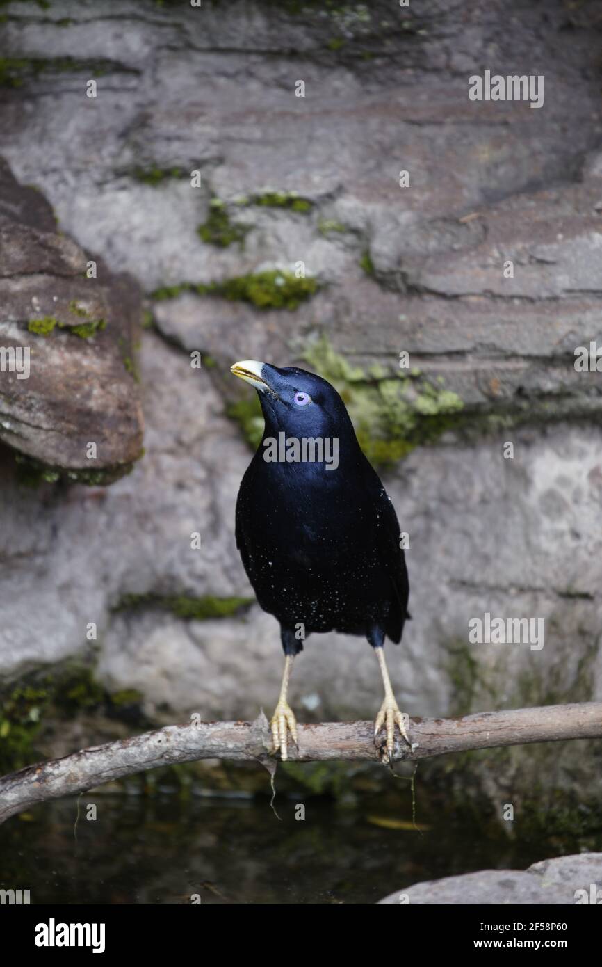 Satin Bowerbird - adult male by drinking pool Ptilonorhynchus violaceus Lamington National Park ...